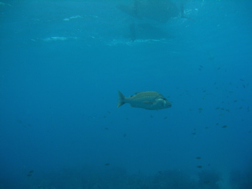 Underwater Photos